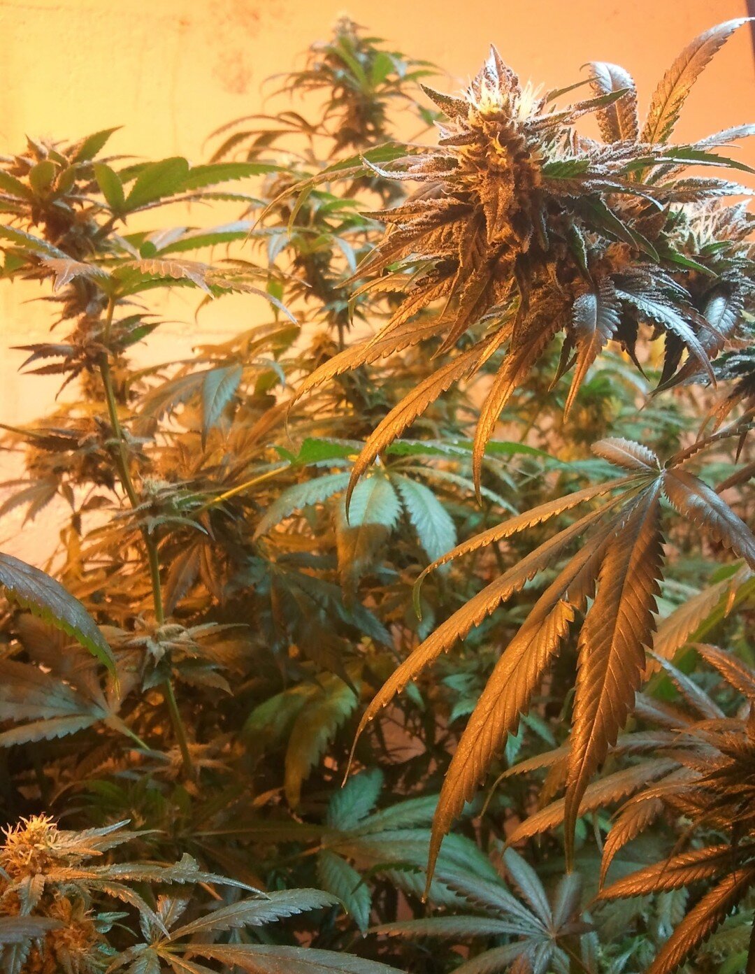 Marijuana Legal Changes | Travelers with Medical Limits